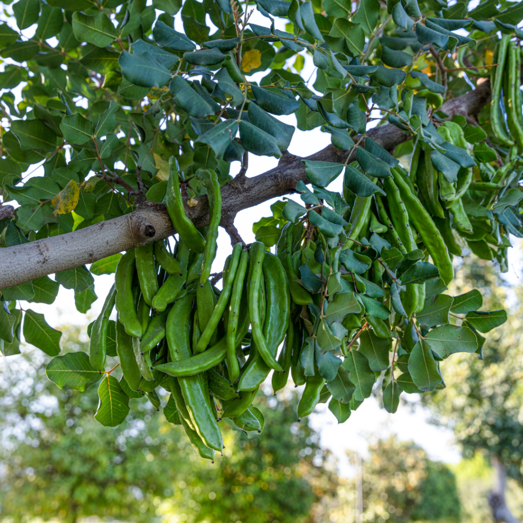The carob - Carob World
